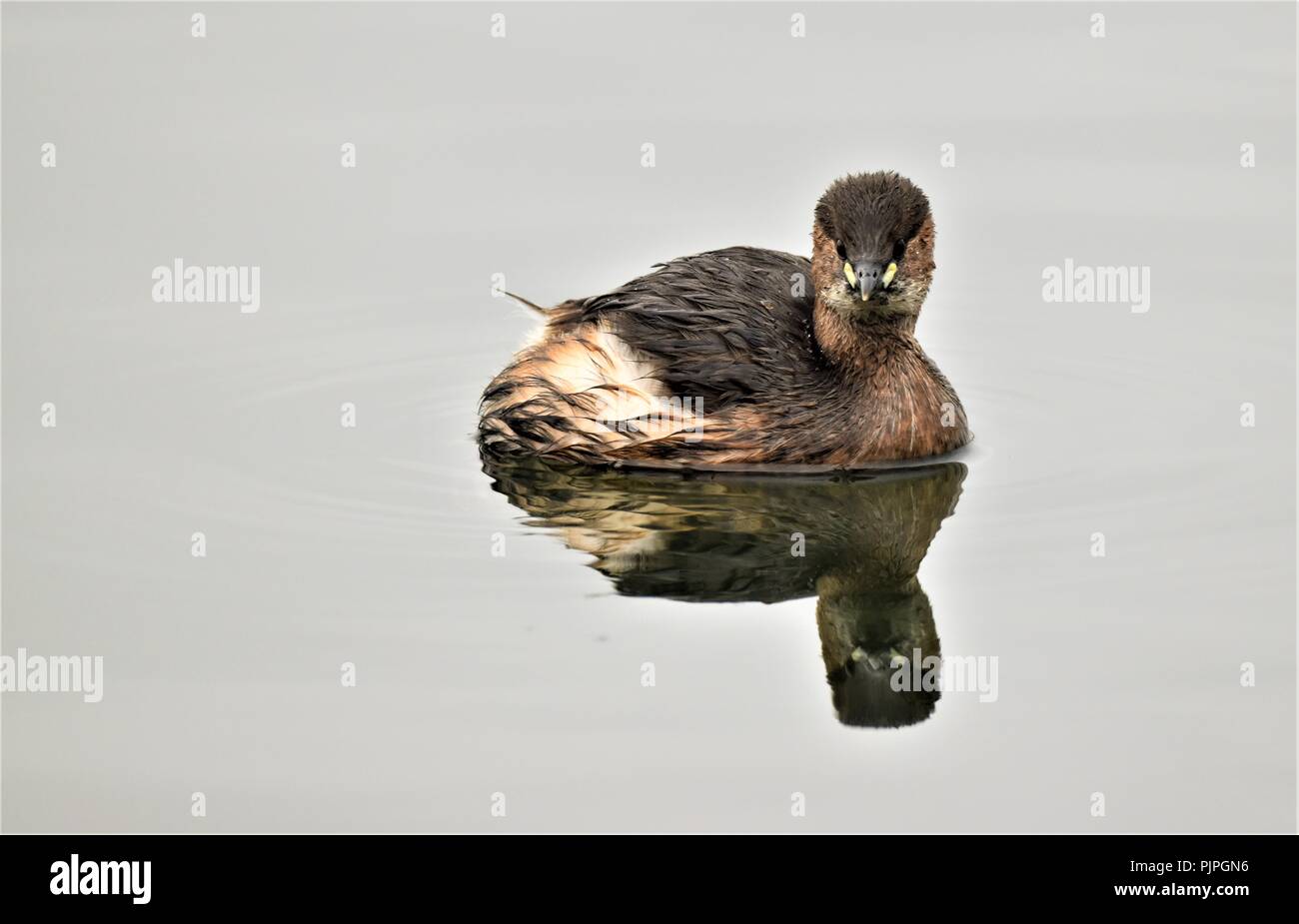 Grebe winter plumage hi-res stock photography and images - Alamy