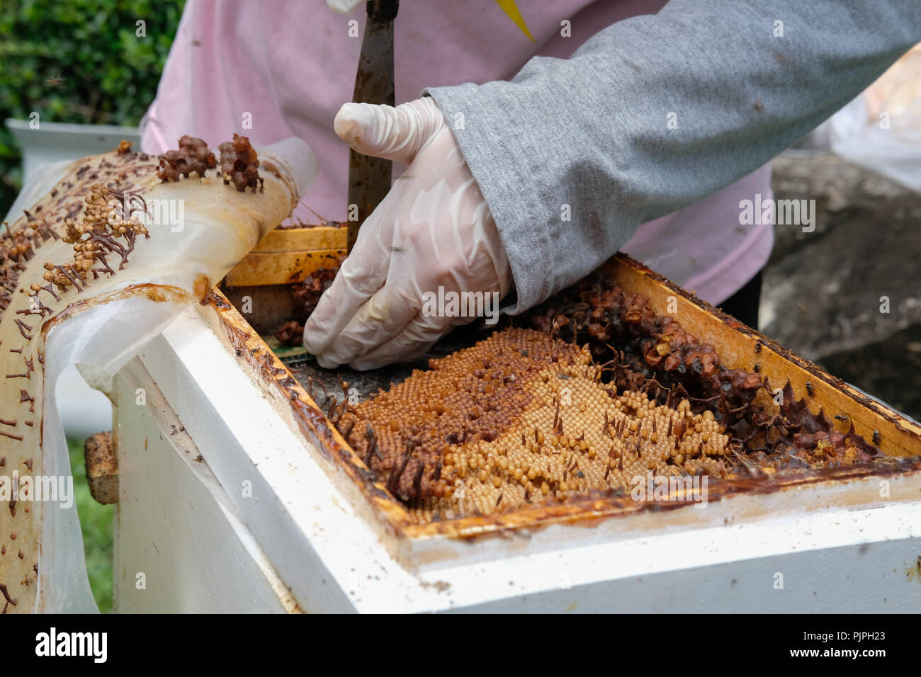 transfering stingless honey bees to new beehive. trigona meliponini ...