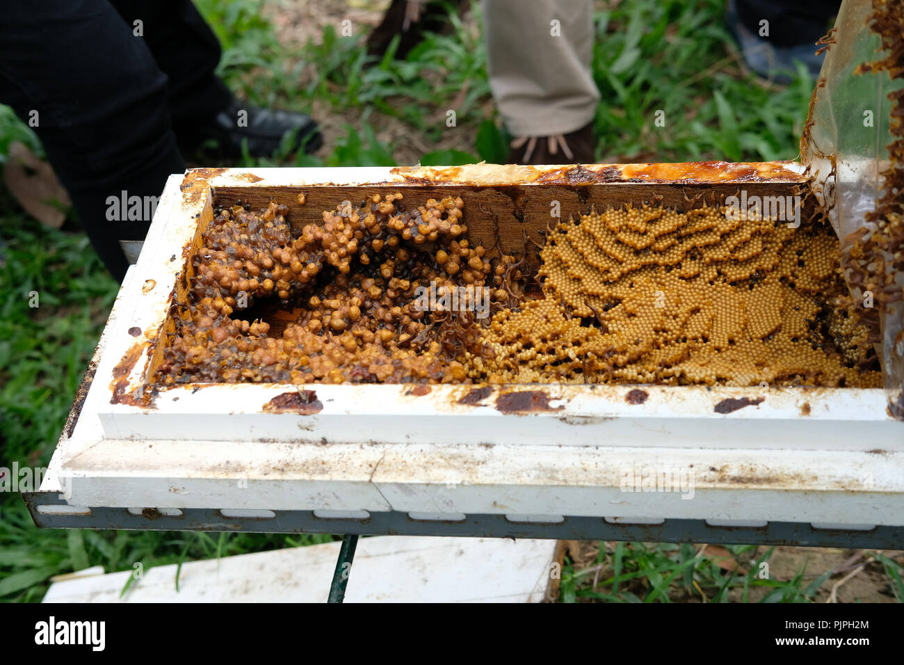 stingless honey bees beehive. trigona meliponini colonies mass rearing ...