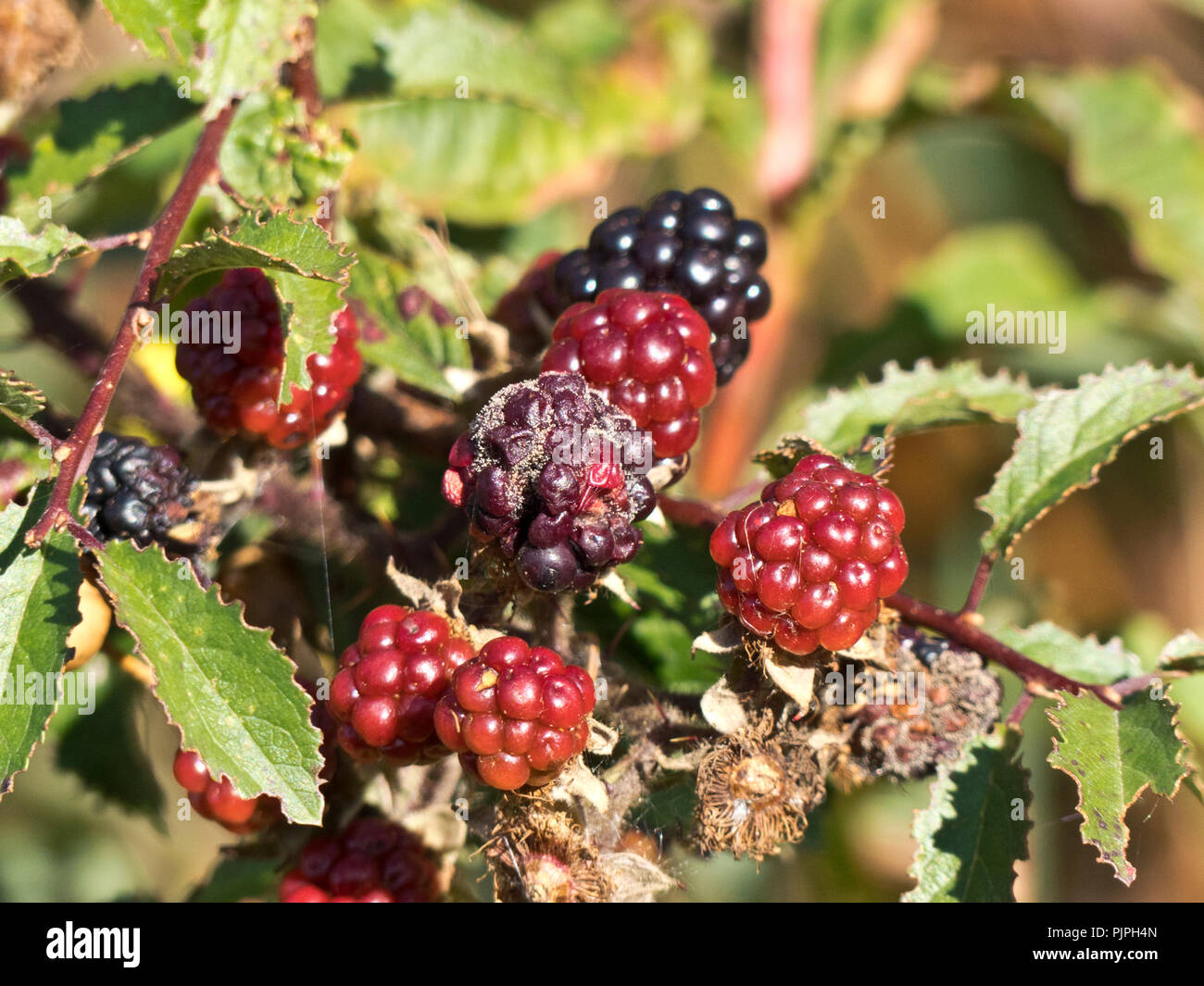 The fruit of the Bramble creeper in various stages of ripening, this ...