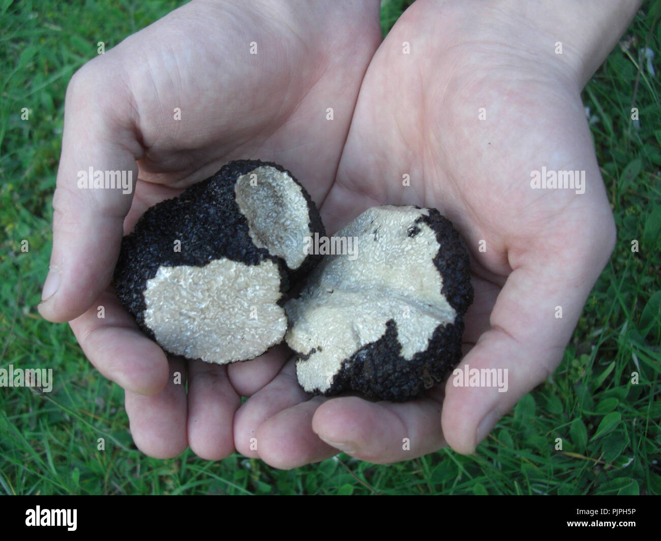 Truffle hunt hi-res stock photography and images - Alamy
