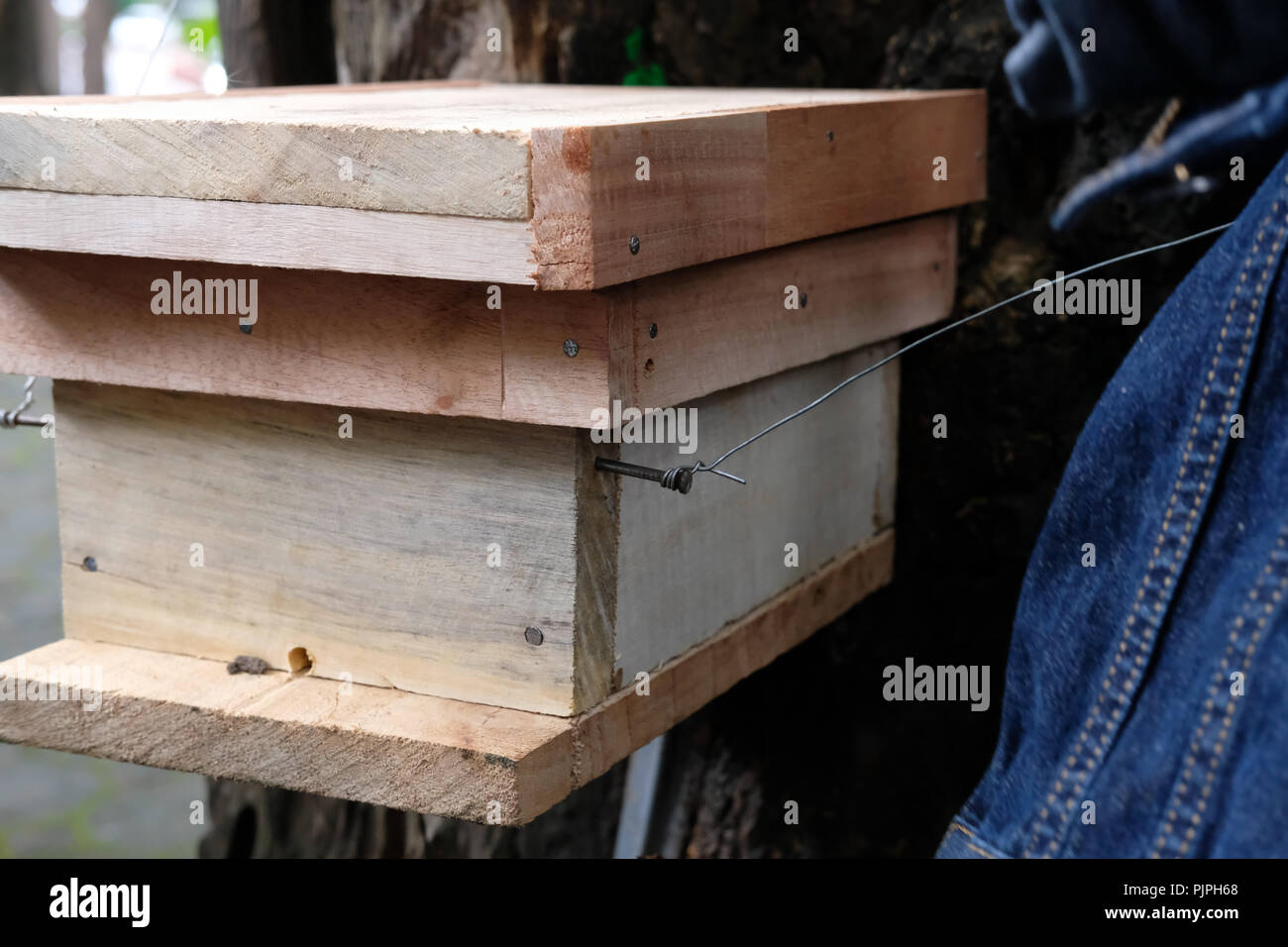 stingless honey bees beehive. trigona meliponini colonies mass rearing ...