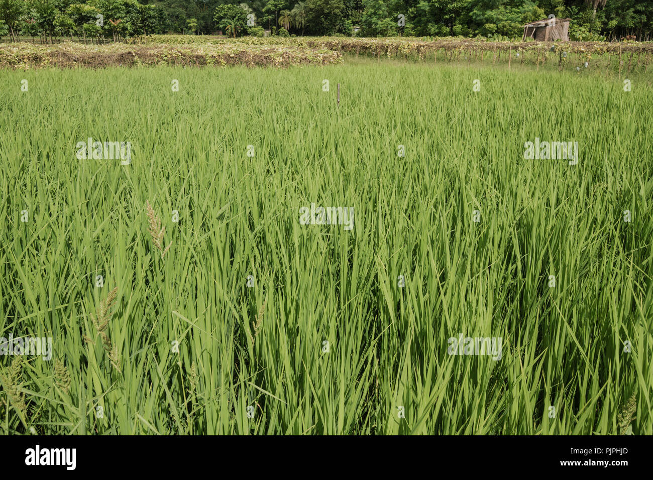Ushering good plantation hi-res stock photography and images - Alamy