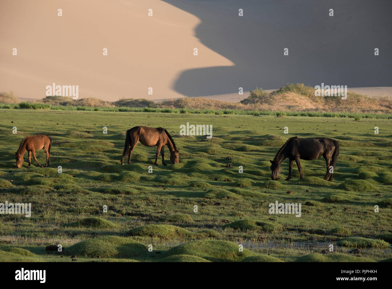 The Mongolian countryside Stock Photo - Alamy