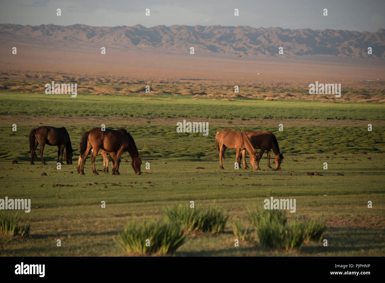 The Mongolian countryside Stock Photo - Alamy