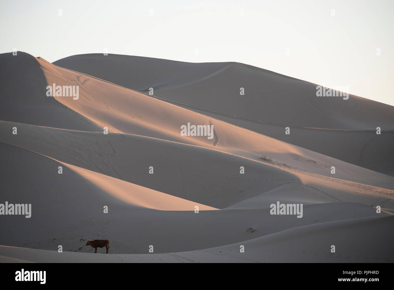 The Mongolian countryside Stock Photo - Alamy