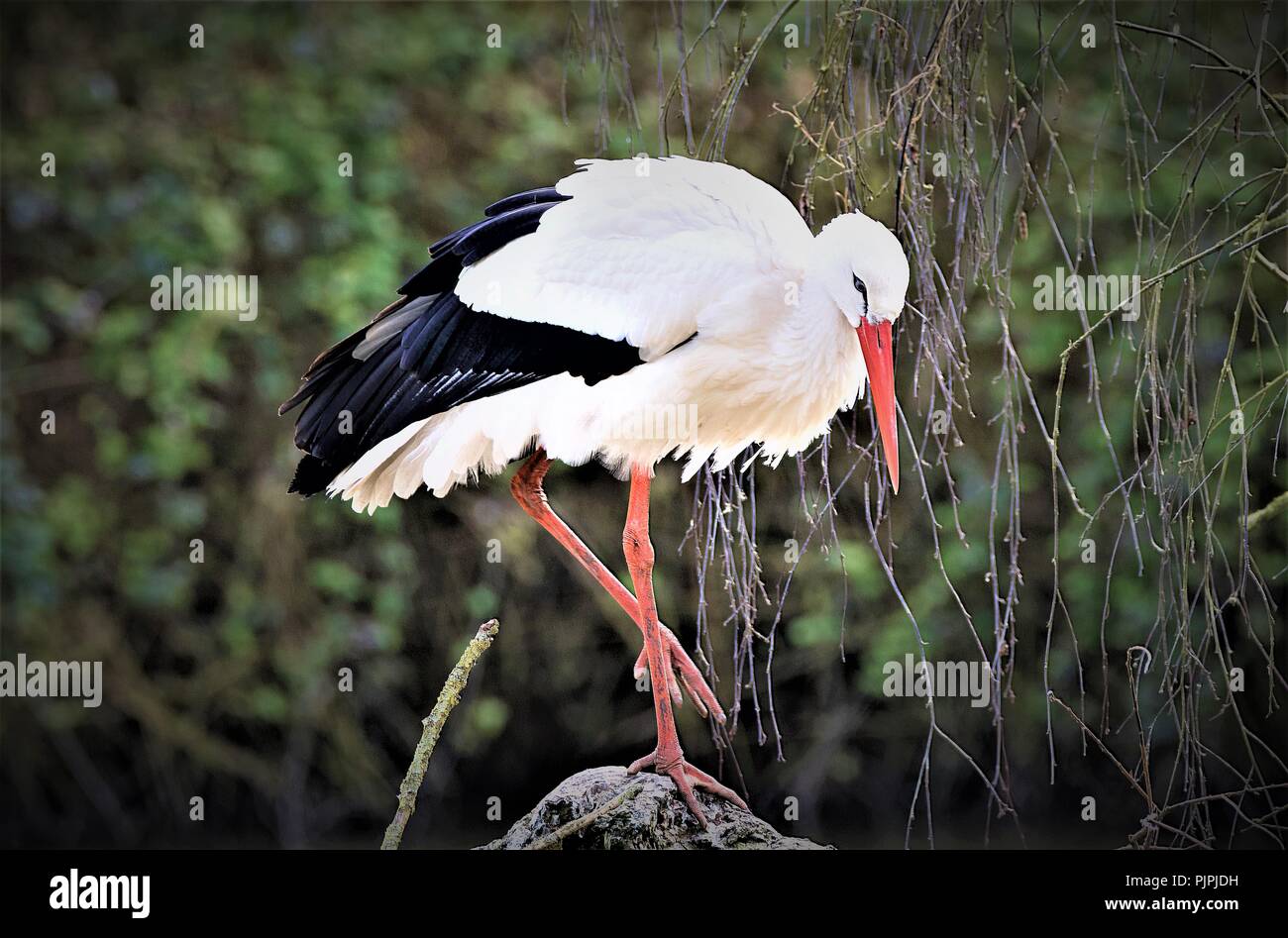 White stork england hi-res stock photography and images - Alamy