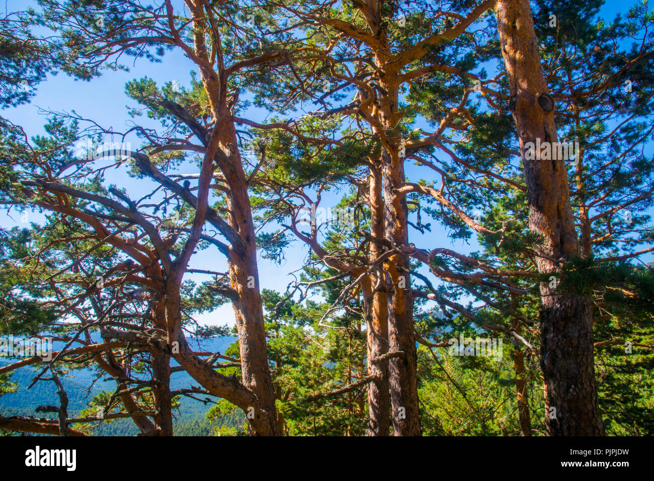 Ramas de color hi-res stock photography and images - Alamy