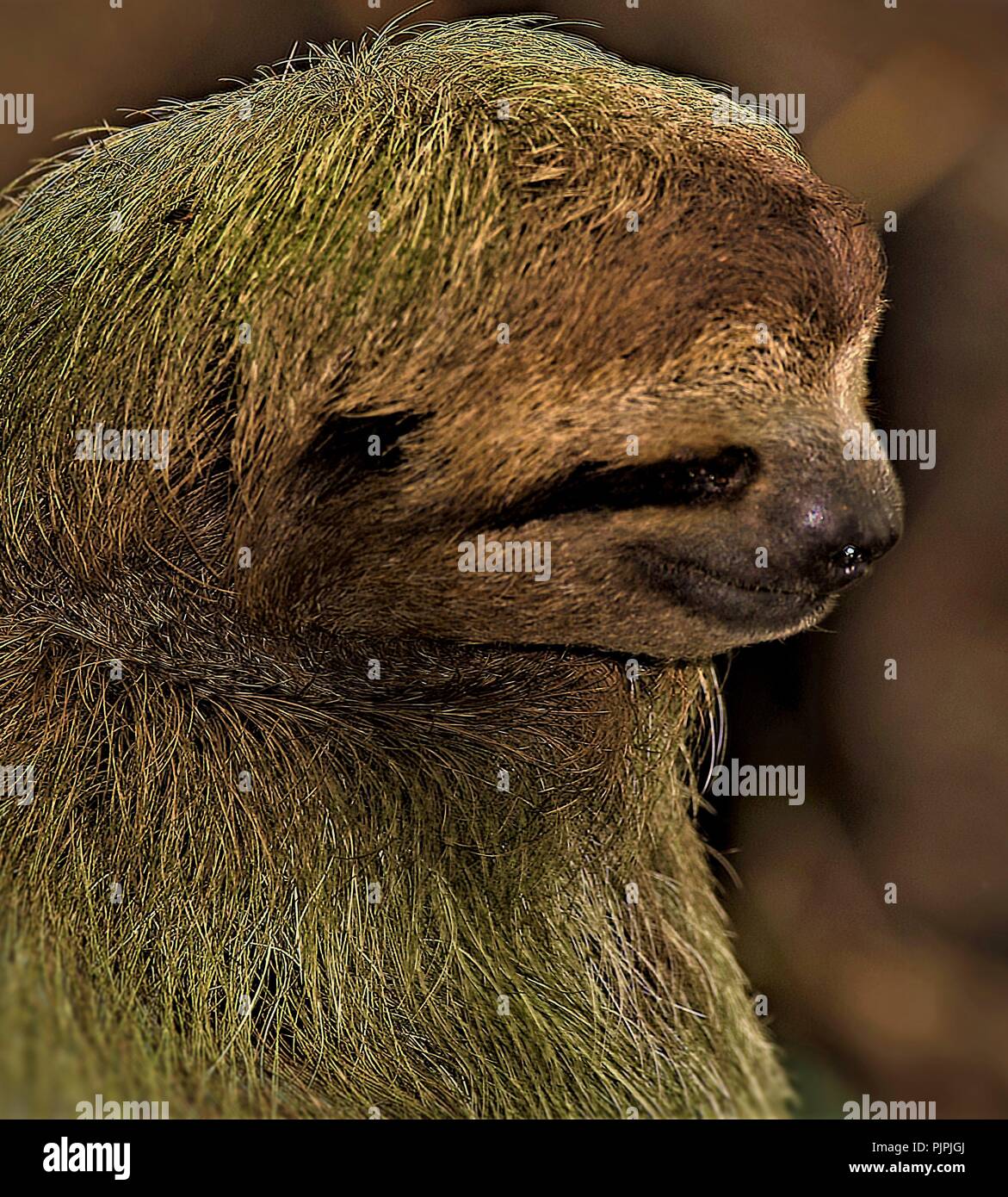Three toed sloth portrait, in Manuel Antonio, Costa Rica Stock Photo ...