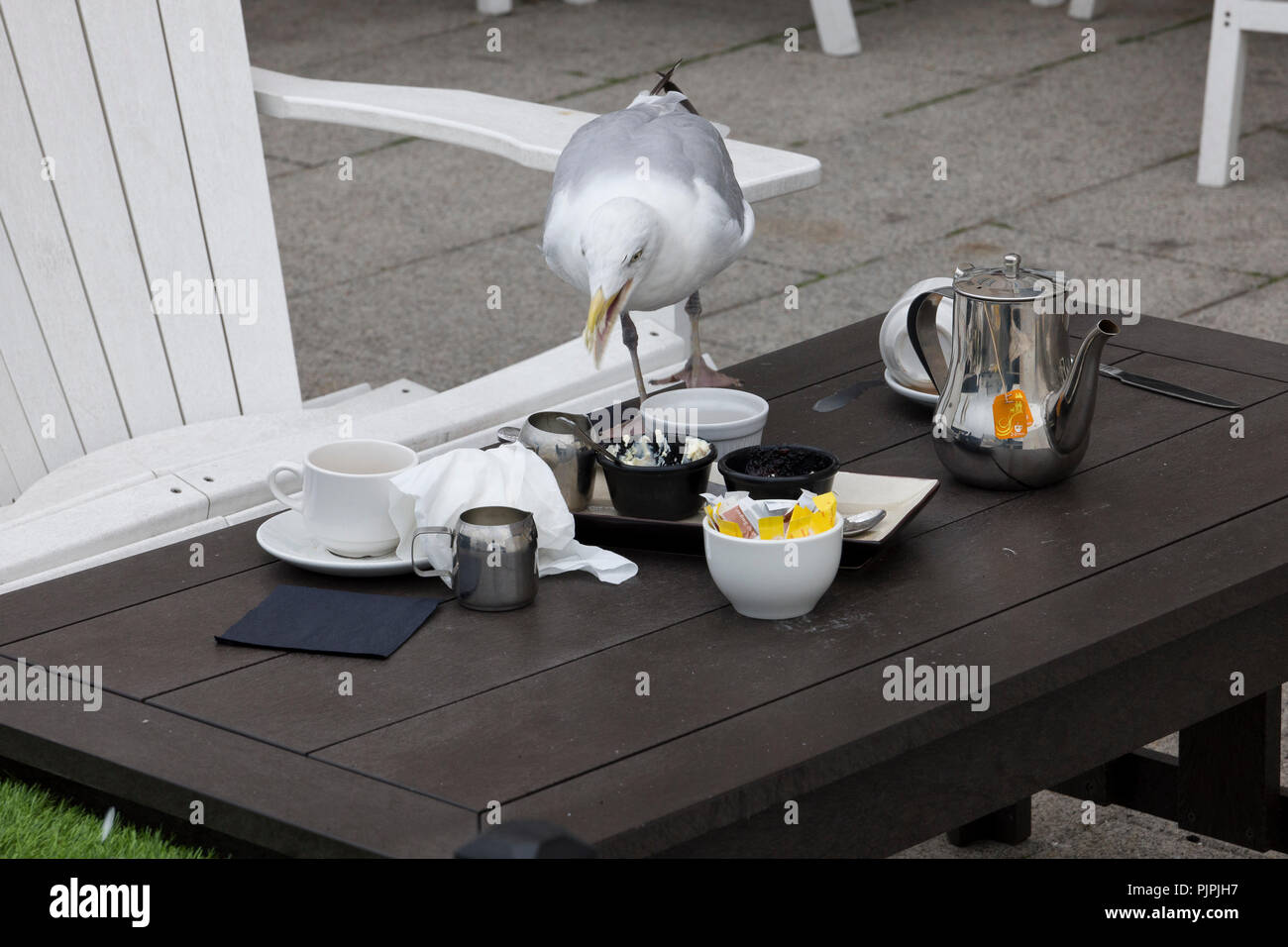 Seagull food england hi-res stock photography and images - Alamy