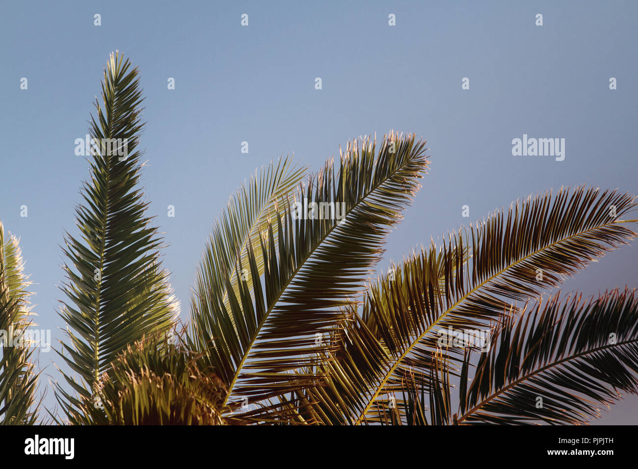 Palm tree leaves hi-res stock photography and images - Alamy
