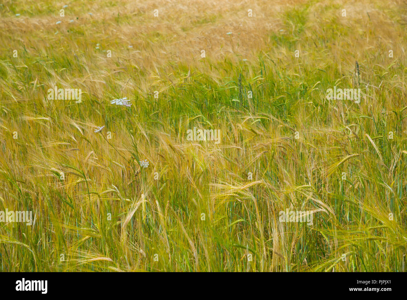 Agricultura cultivo agrícola hi-res stock photography and images - Alamy
