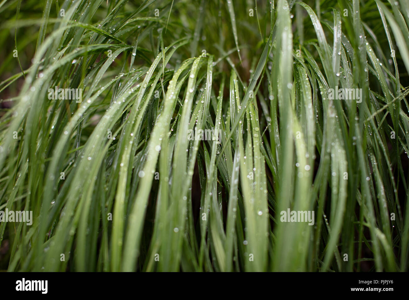 Wet grass gras hi-res stock photography and images - Alamy