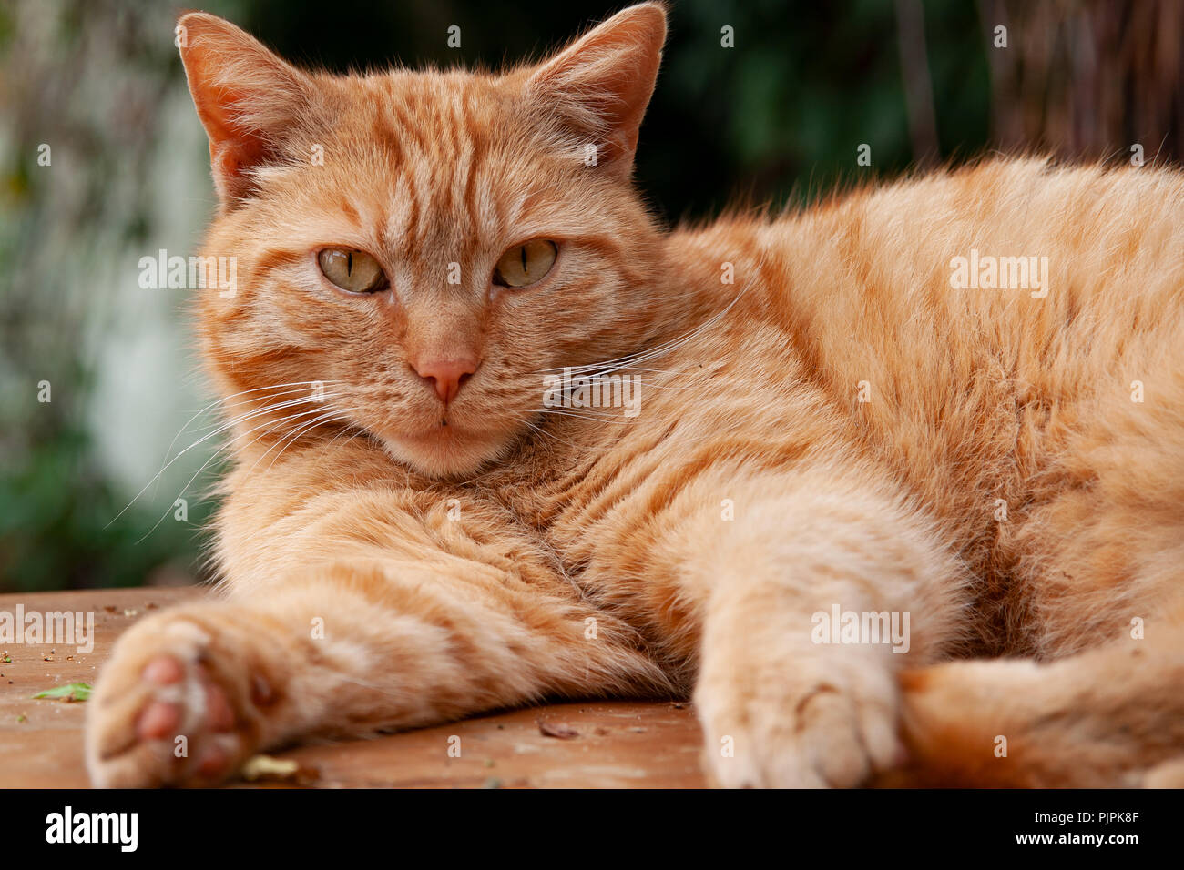 Snoopy cat hi-res stock photography and images - Alamy
