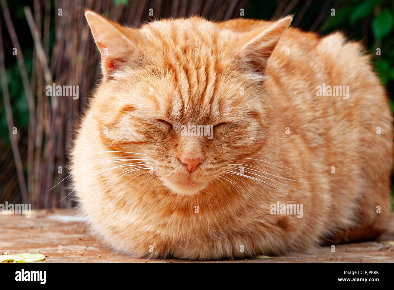 Red Cat Stock Photo - Alamy