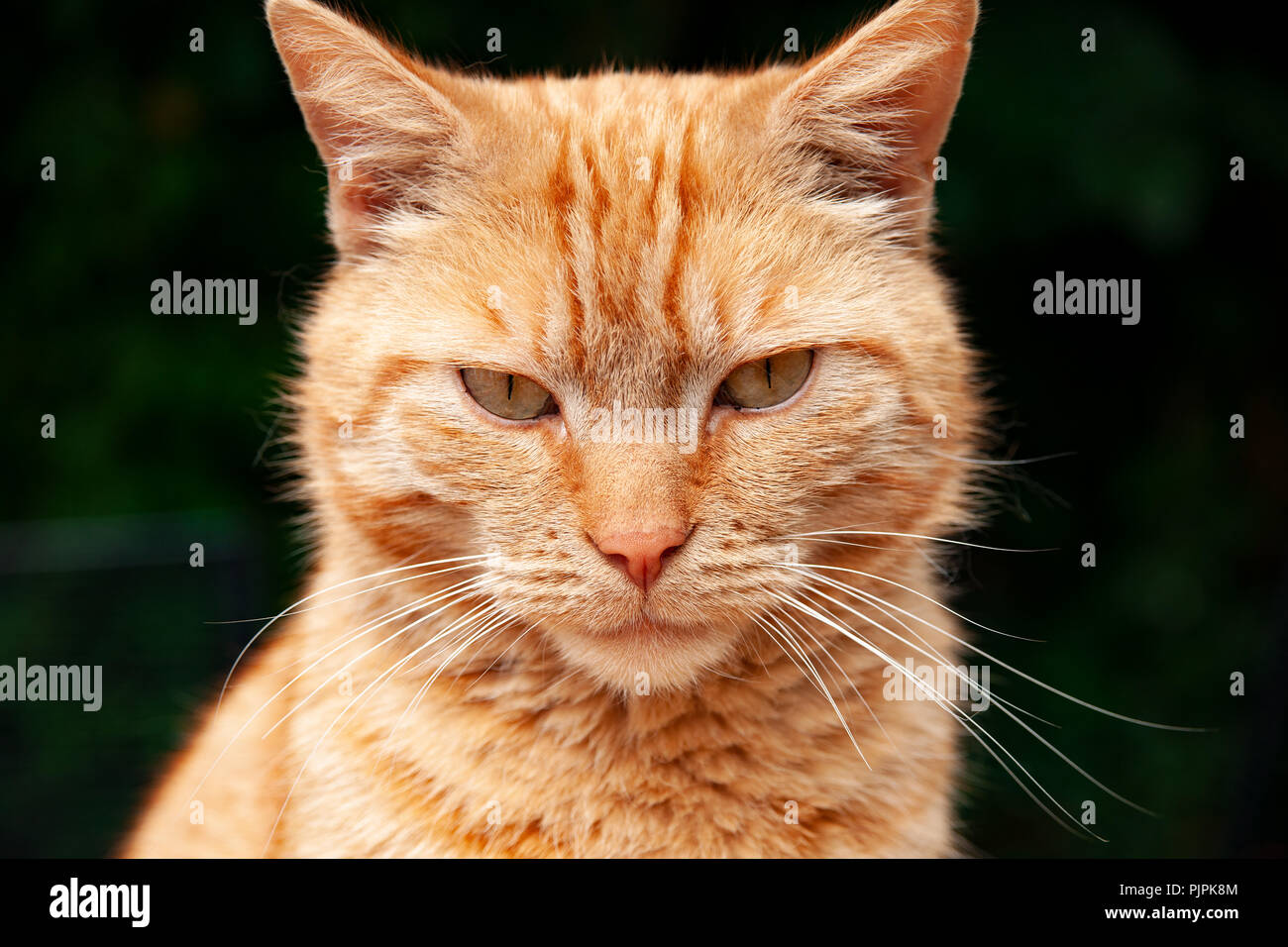 Red Cat Stock Photo - Alamy
