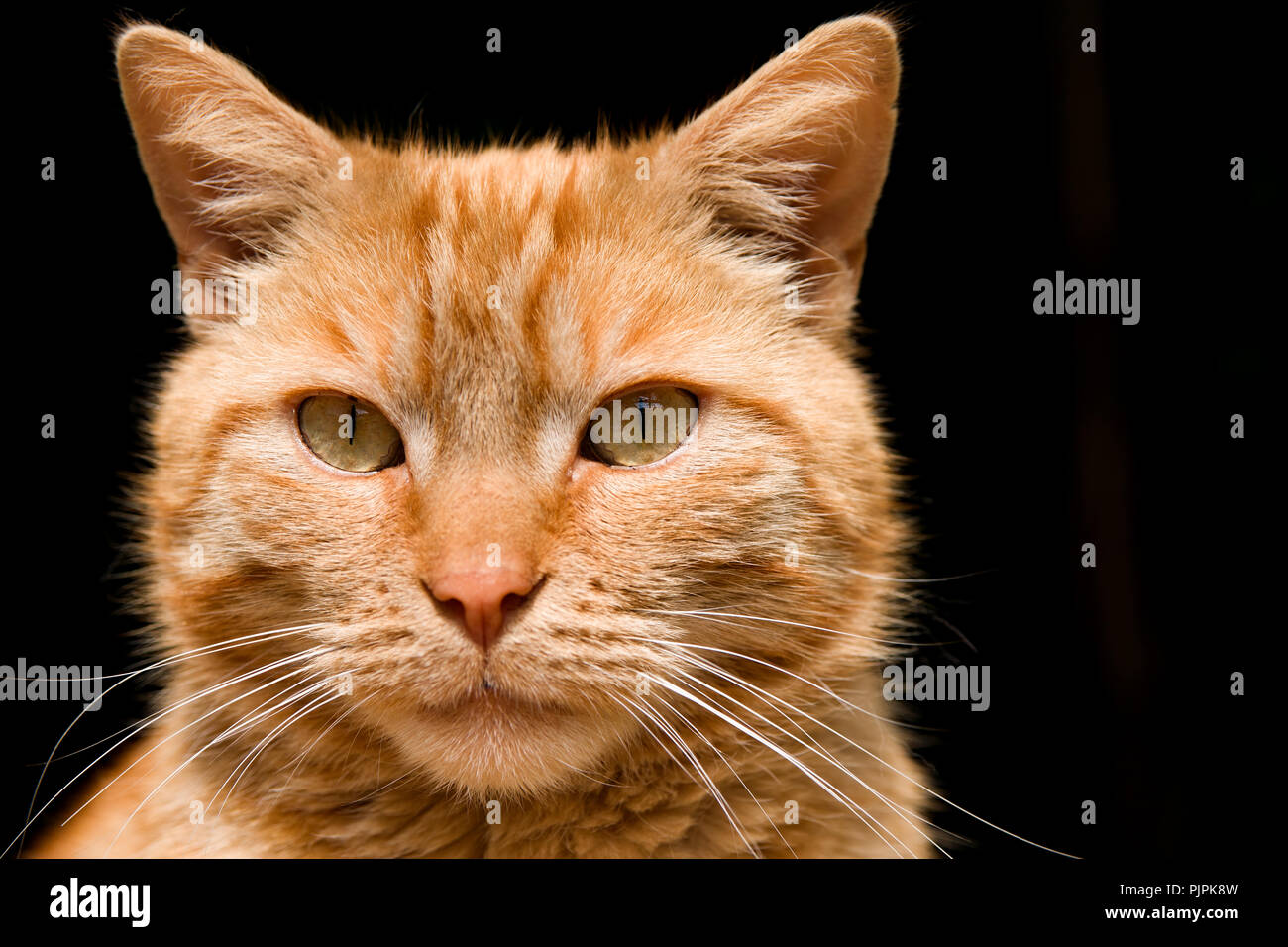 Courius hi-res stock photography and images - Alamy