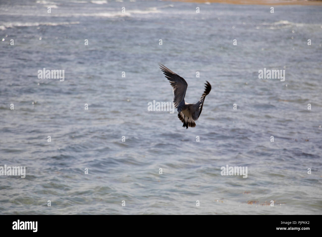 Small wing span hi-res stock photography and images - Alamy
