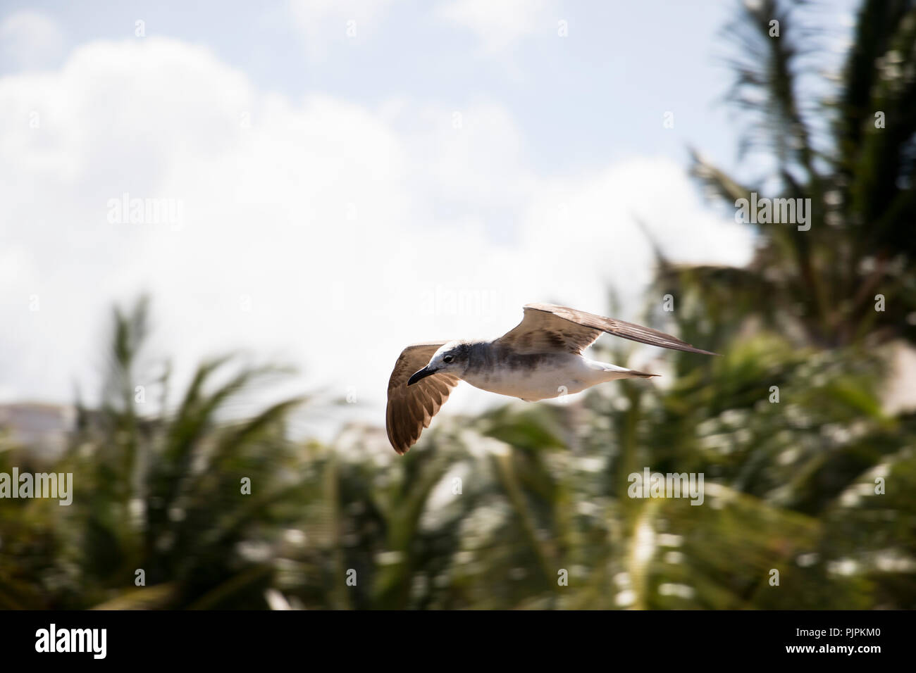 Bird flying above trees hi-res stock photography and images - Alamy