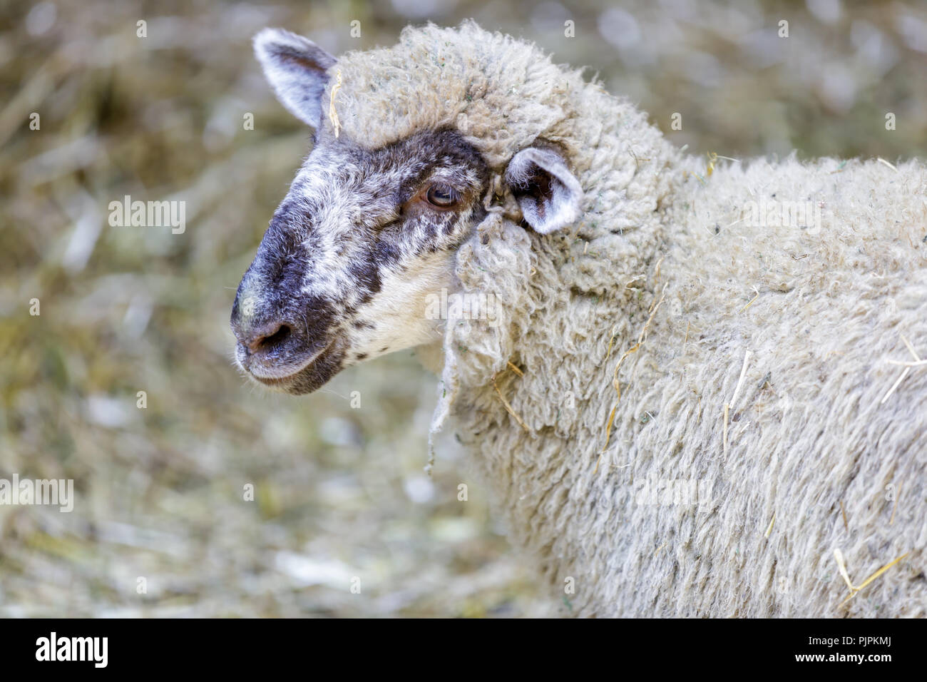 Domestic Sheep (Romeldale breed) Ewe Adult Stock Photo - Alamy