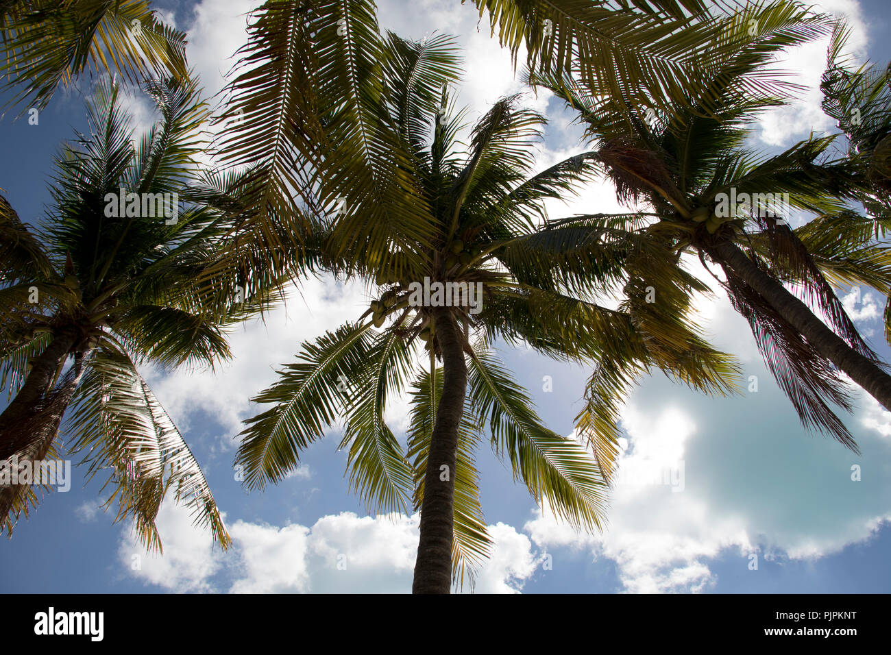 California Palm trees blowing in the wind with a clear sky and some ...