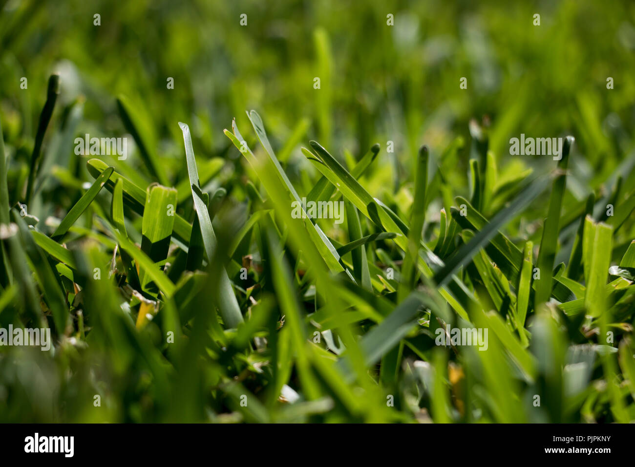 Green grass texture. Close up of grass Stock Photo - Alamy