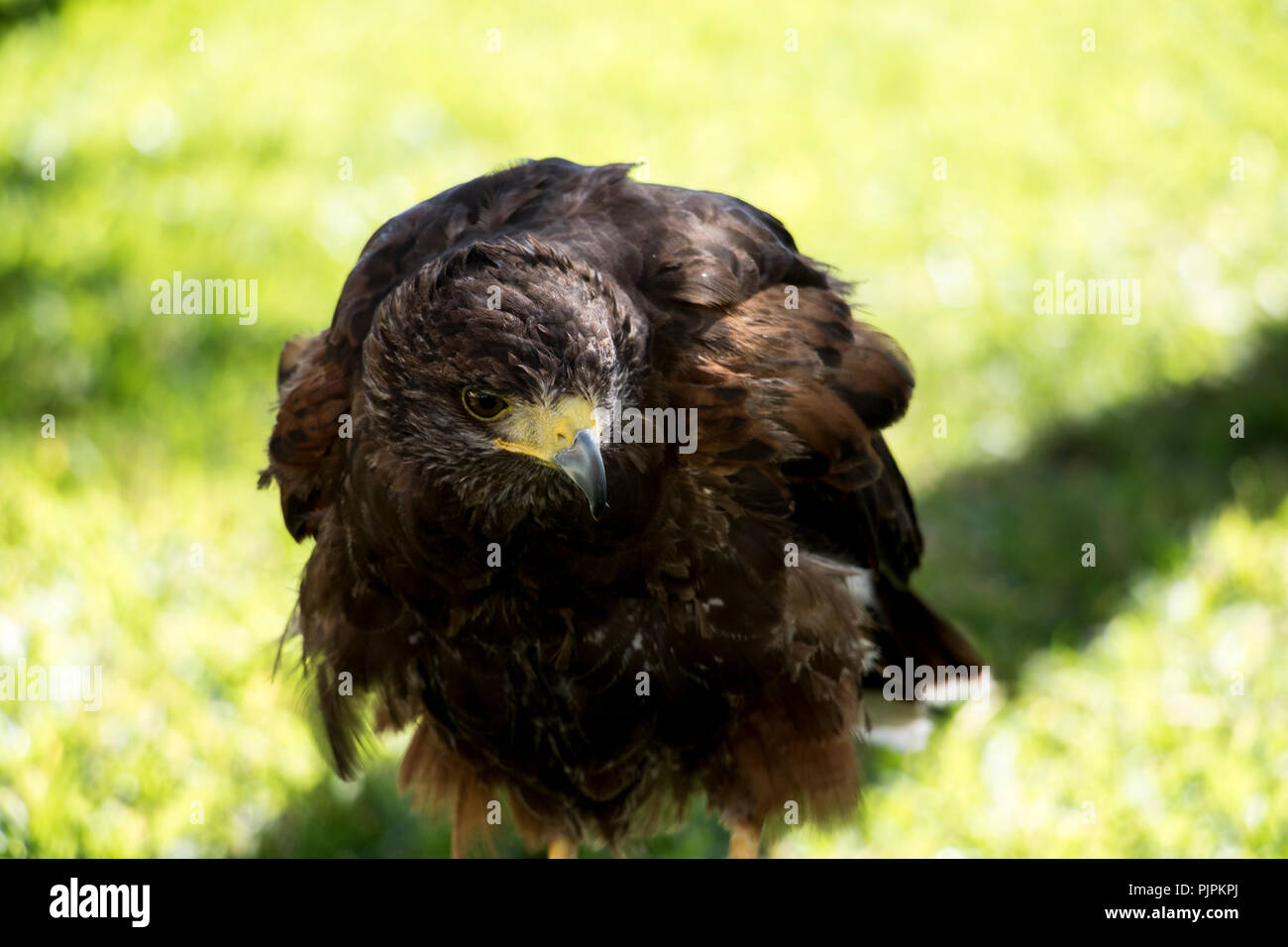 Eagle perched with green background. Majestic bird. Predator falcon ...