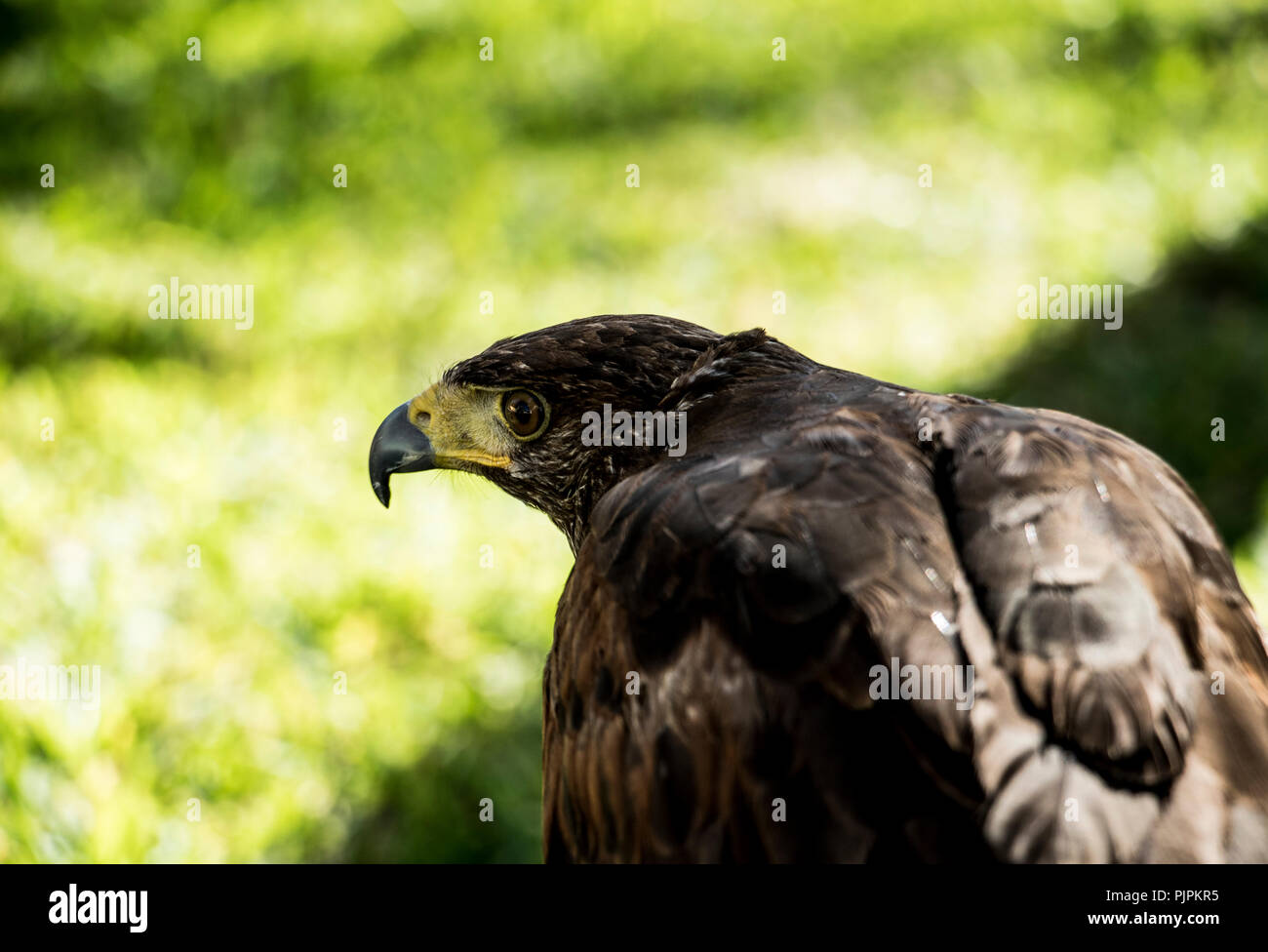 Bird Portrait close up isolated with blurry background Stock Photo - Alamy