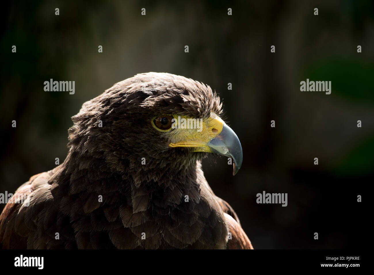 Raptor bird falcon bald eagle hi-res stock photography and images - Alamy
