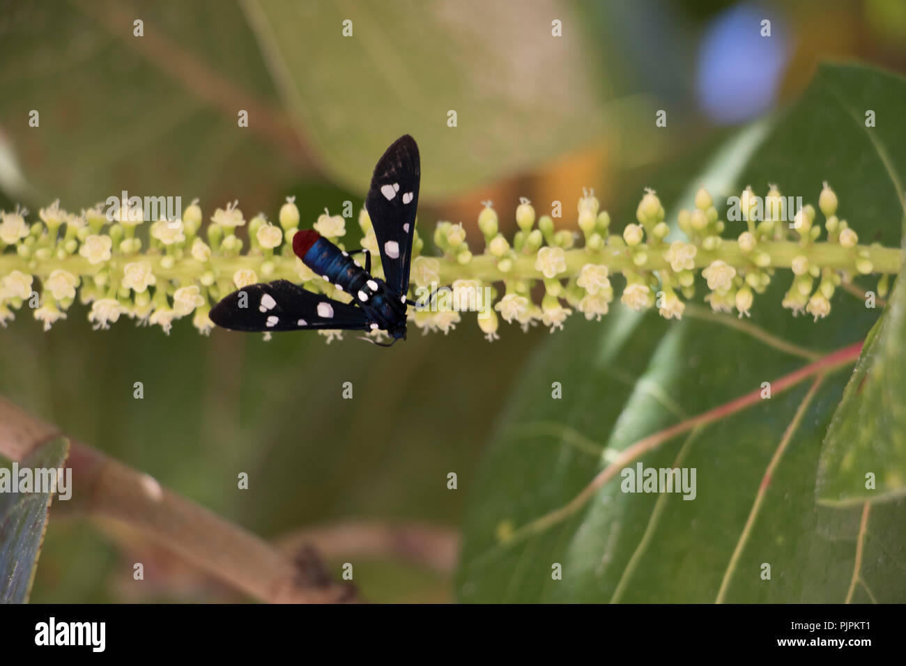 Insect pollinating a flower in an outside garden with leaves in the ...
