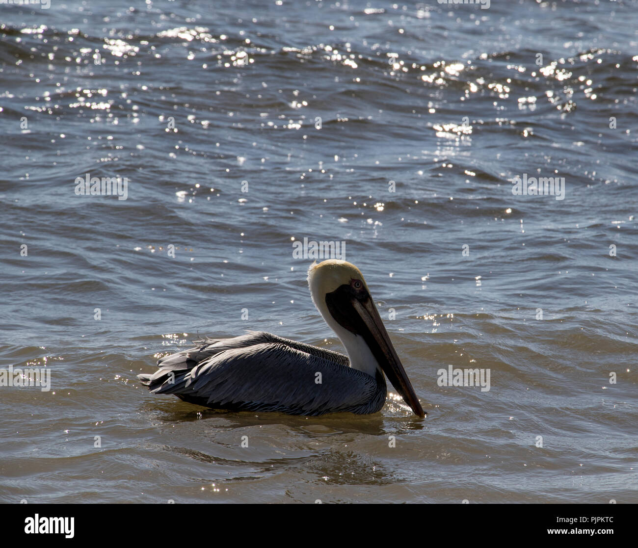 Pelican floating in the ocean. Bird resting on the surface of the water ...