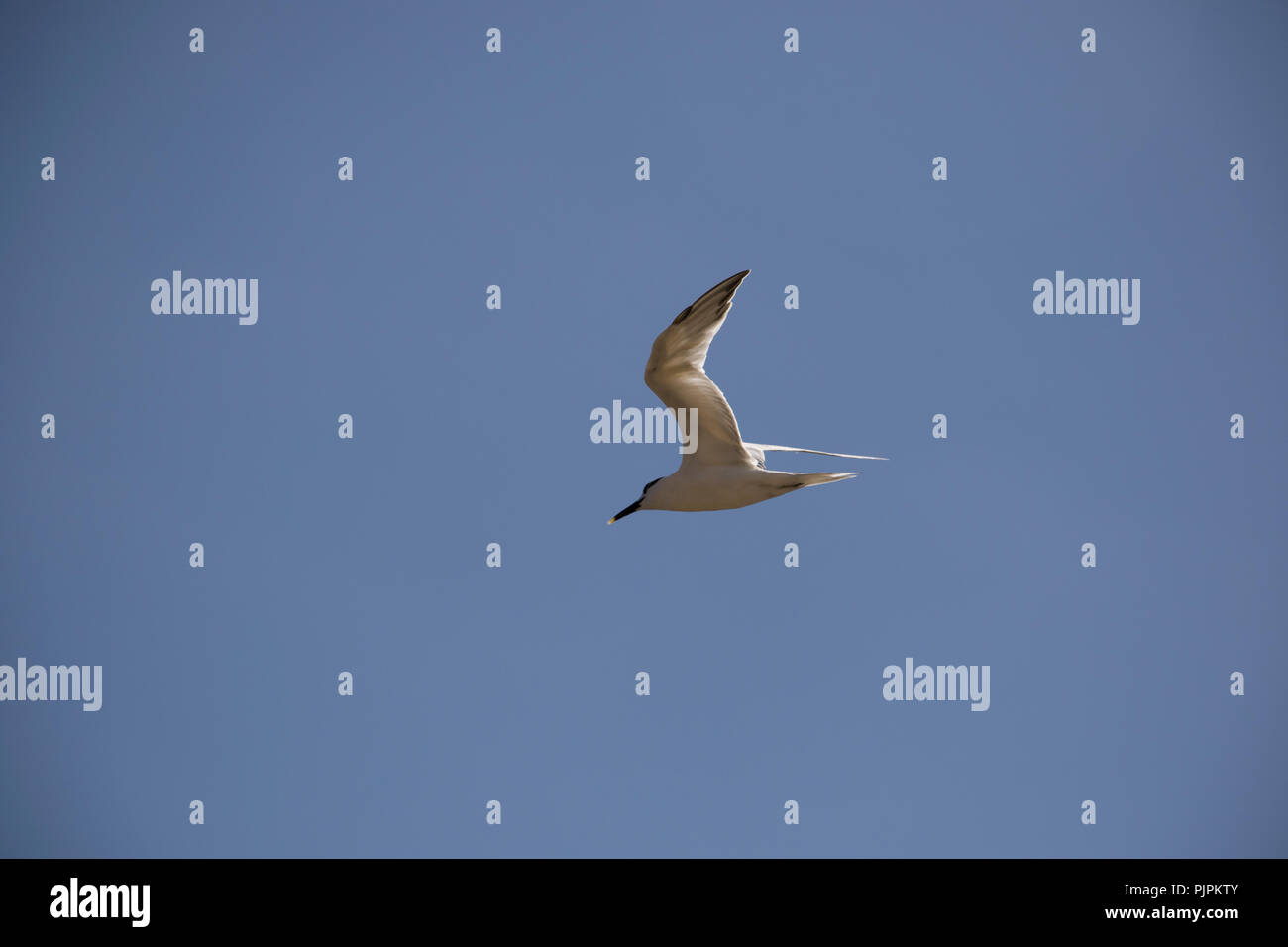 Bird flying in the clear blue sky. Soaring bird Stock Photo - Alamy