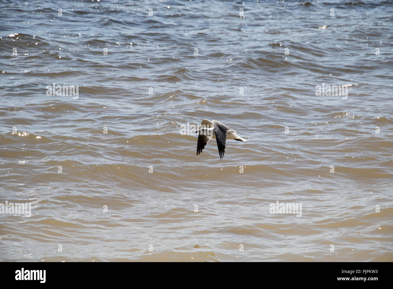 Skim over water hi-res stock photography and images - Alamy
