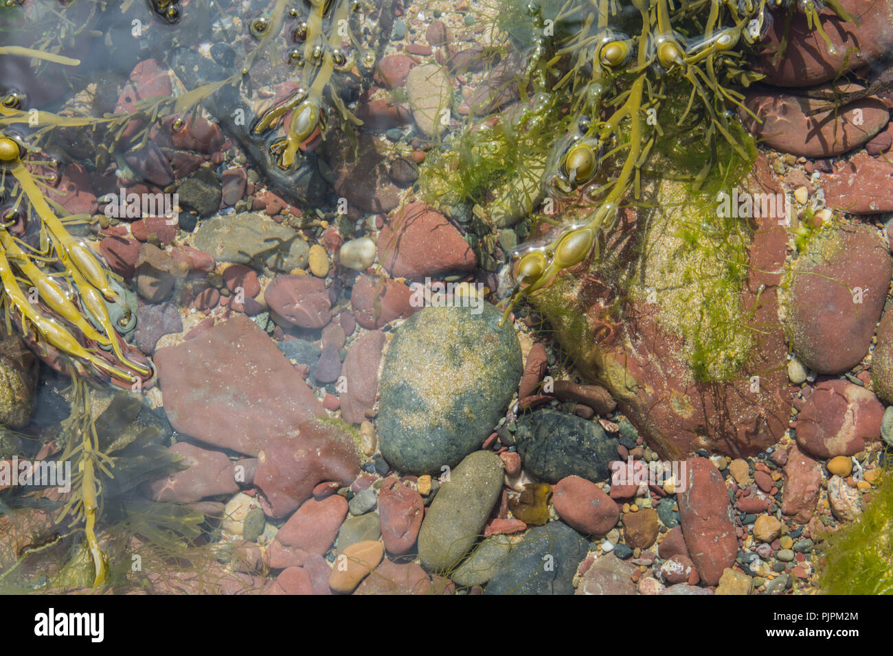 Rock Pool Freshwater West Southwales Pembrokeshire Stock Photo - Alamy