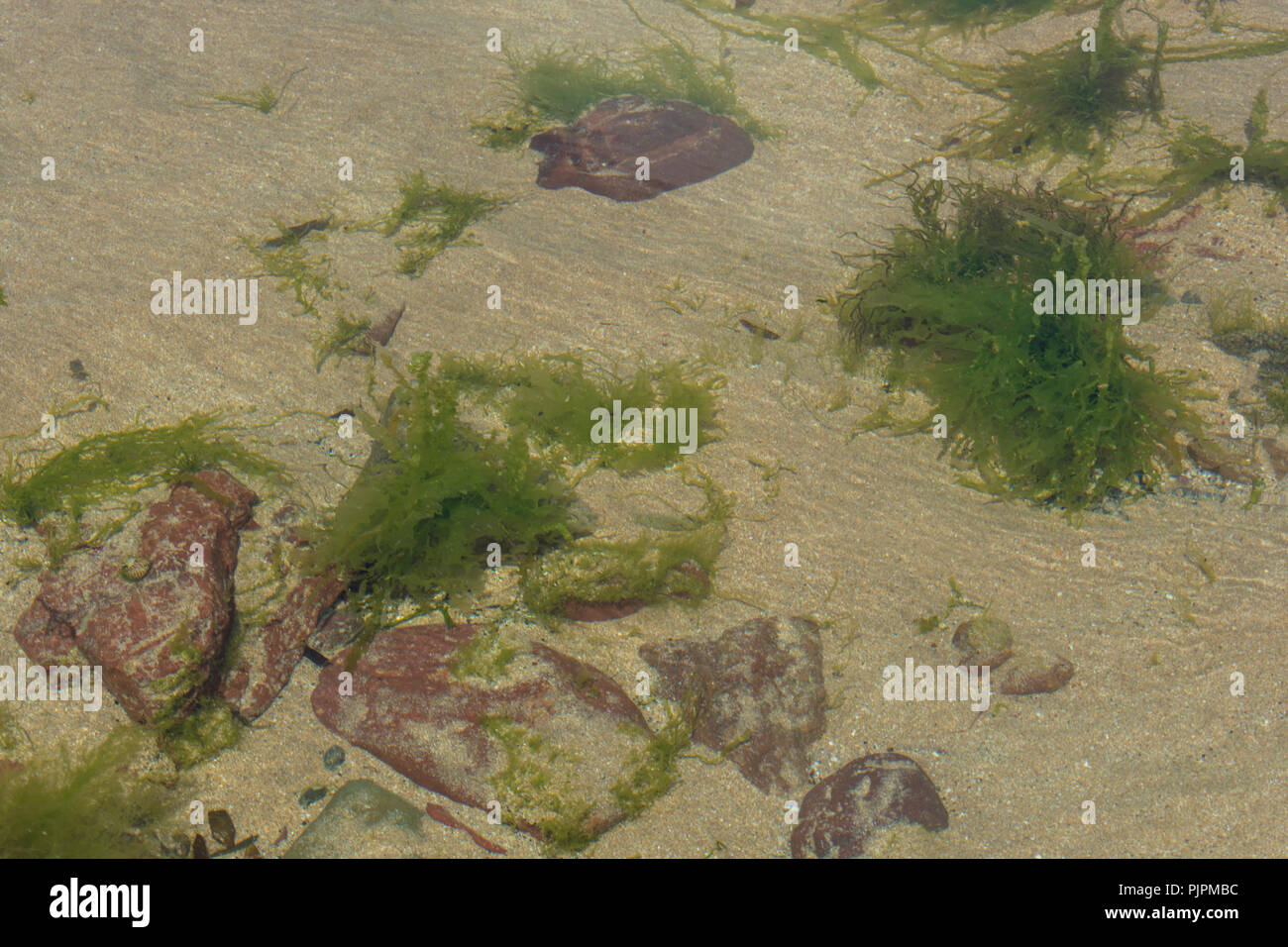 Rock Pool South Wales Stock Photo - Alamy