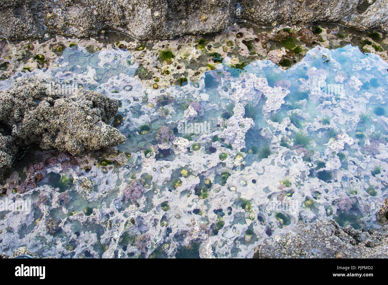 Rock Pool South Wales Stock Photo - Alamy