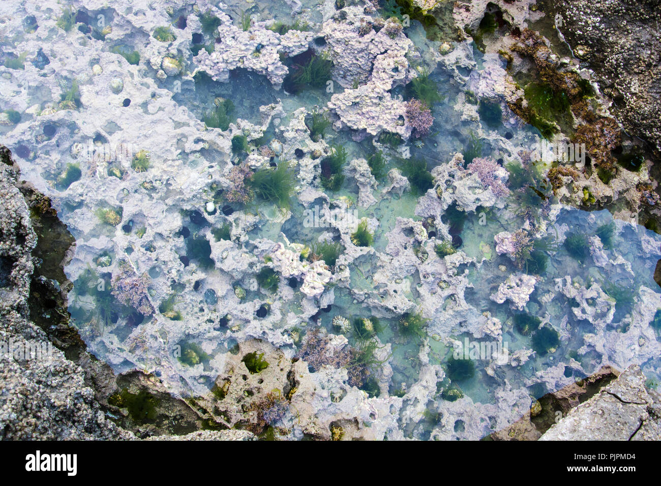 Rock Pool South Wales Stock Photo - Alamy