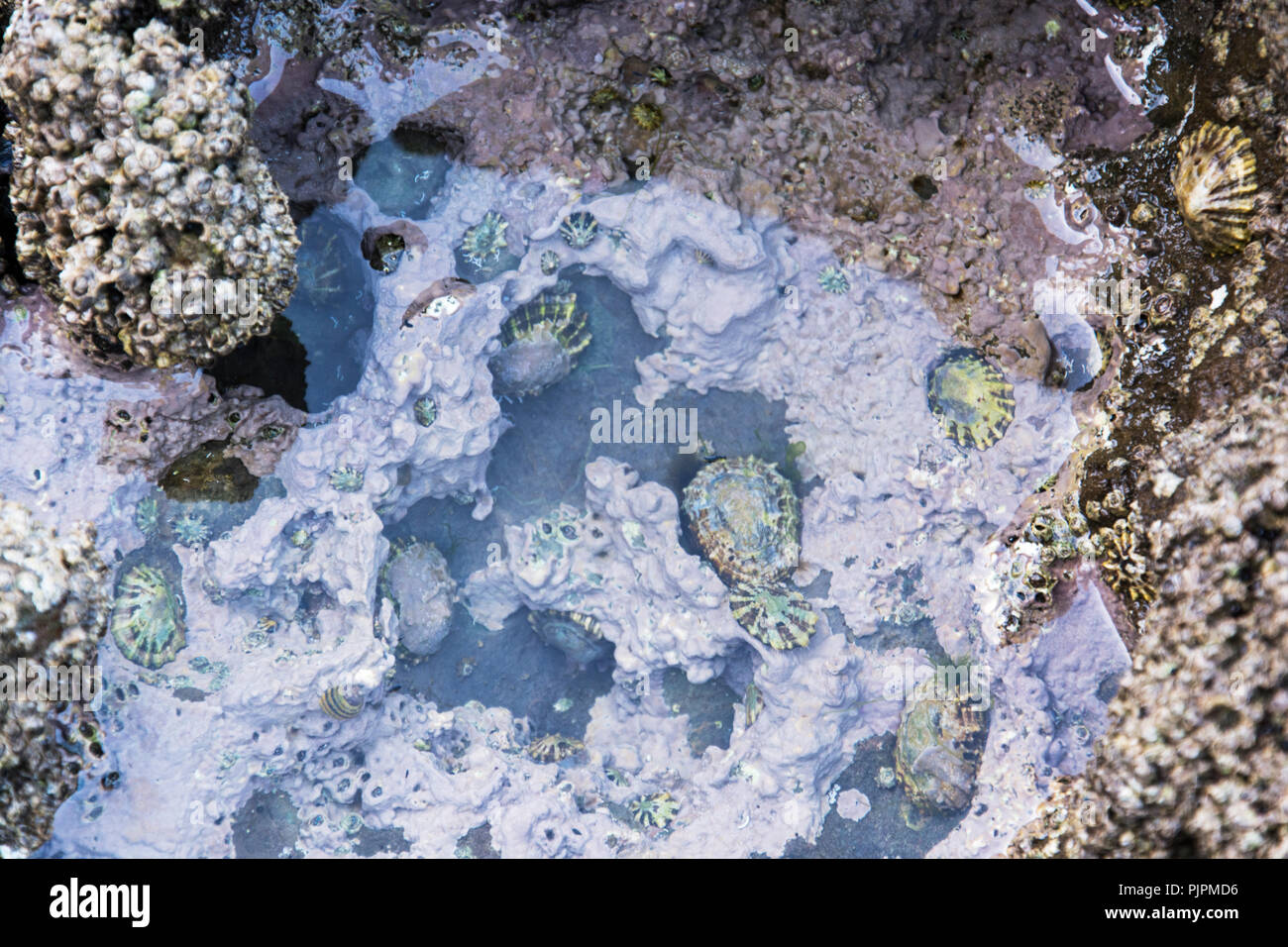 Rock Pool South Wales Stock Photo - Alamy
