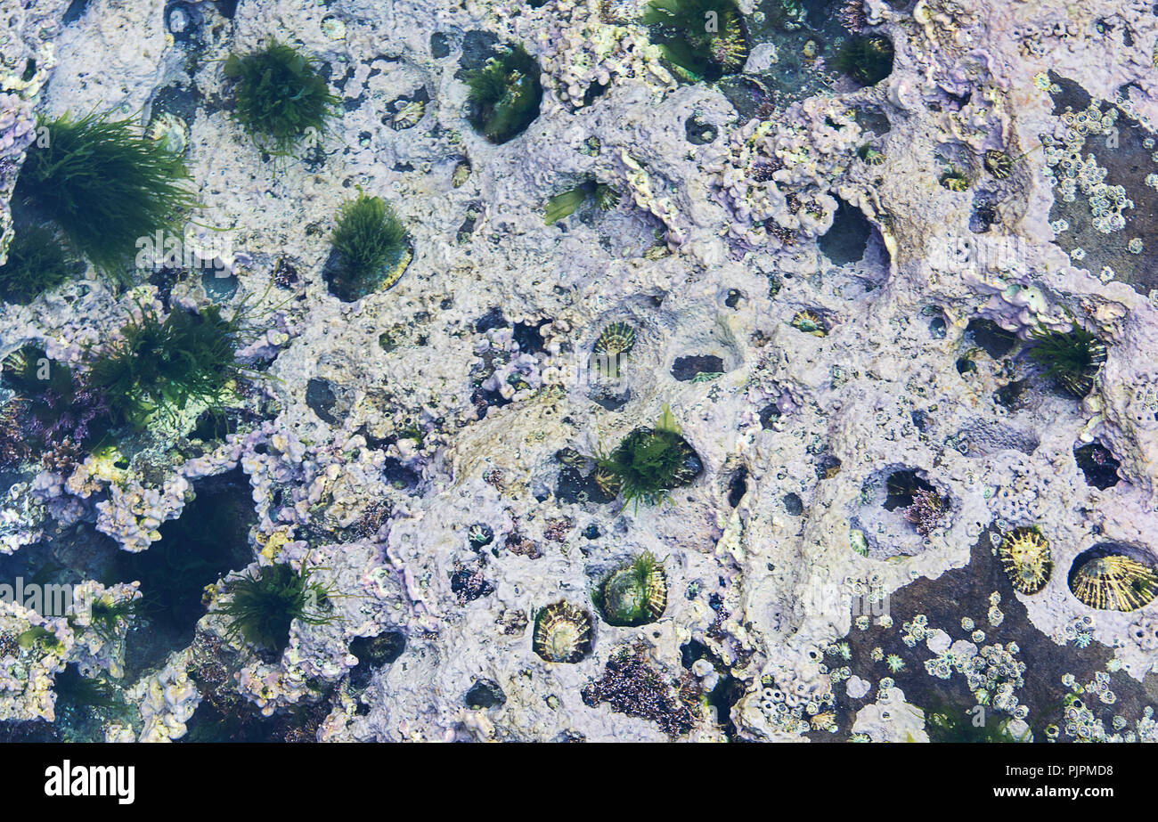 Rock Pool South Wales Stock Photo - Alamy