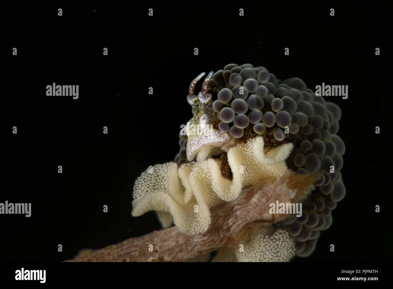 Nudibranch Doto sp. with eggs. Picture was taken in Lembeh, Indonesia ...