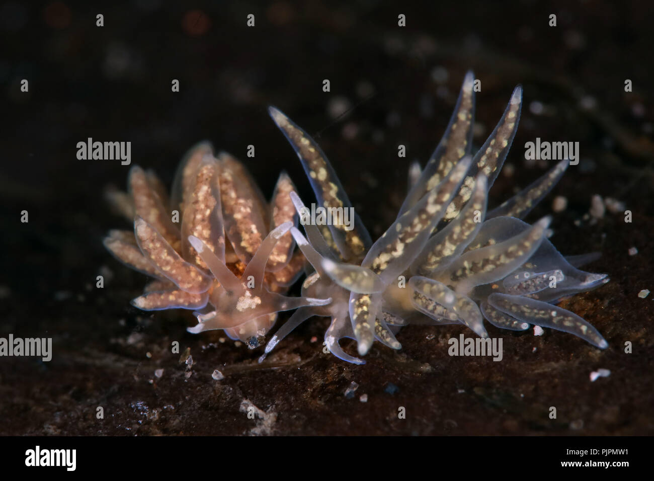 Nudibranch Phyllodesmium sp. Picture was taken in Lembeh Strait ...