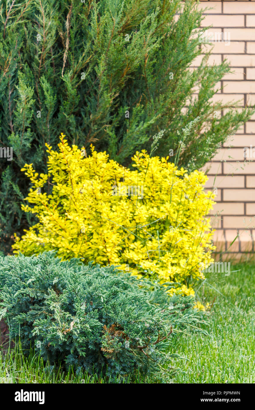 A composition of decorative bushes and trees on a green lawn adorns the ...