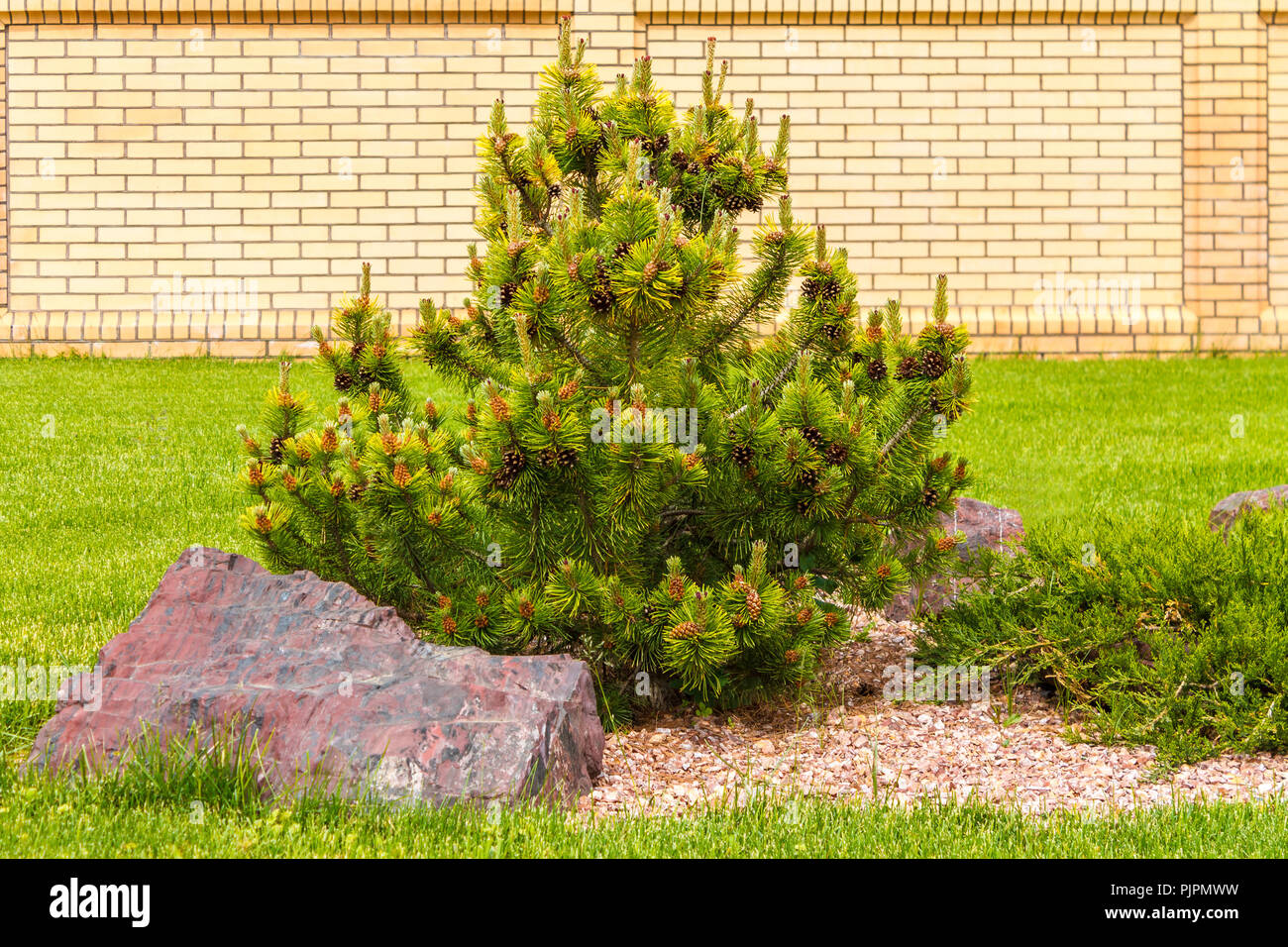 Decorative spruce and stones on a yard adorn the facade of a rich house ...