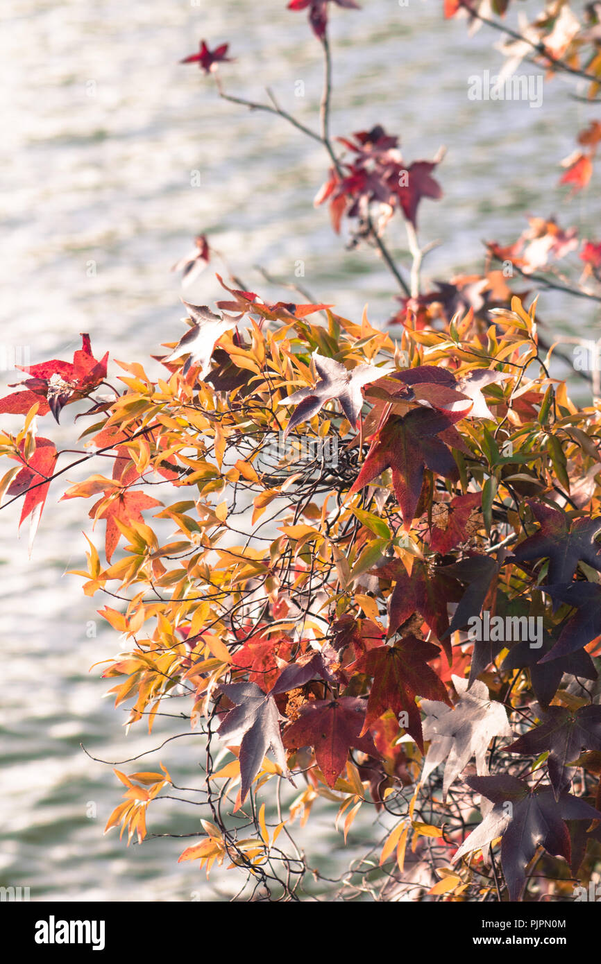Leaves hang over a body of water Stock Photo - Alamy
