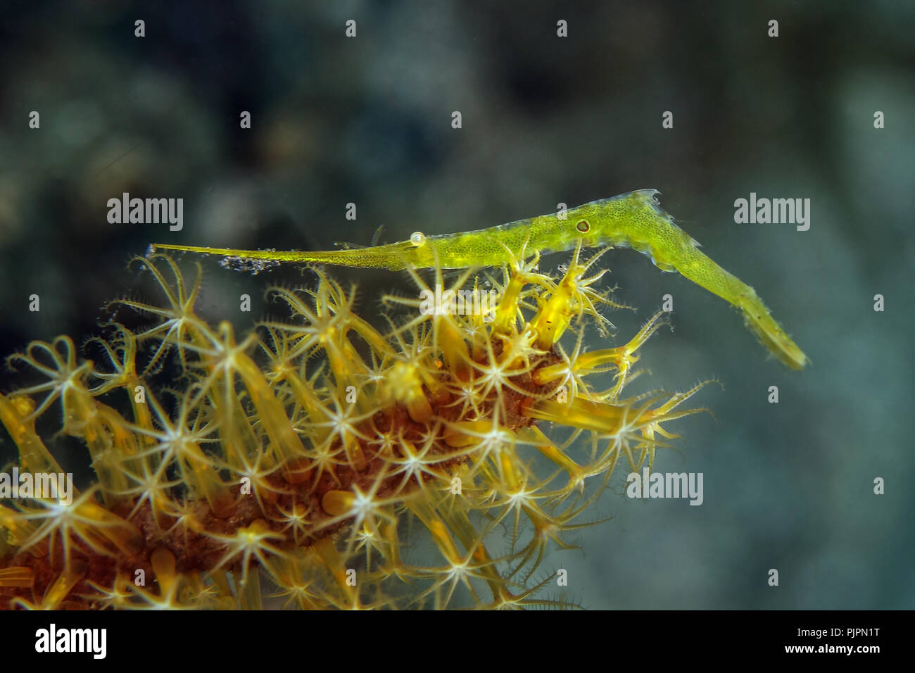 Shrimp animal hi-res stock photography and images - Alamy