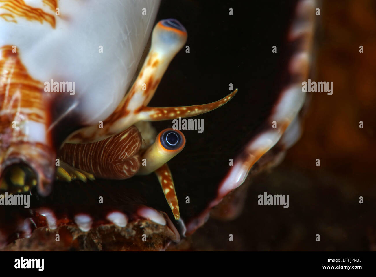 Mollusk predators hi-res stock photography and images - Alamy