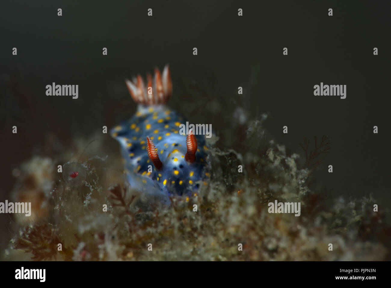 Beautiful hypselodoris nudibranch hi-res stock photography and images ...