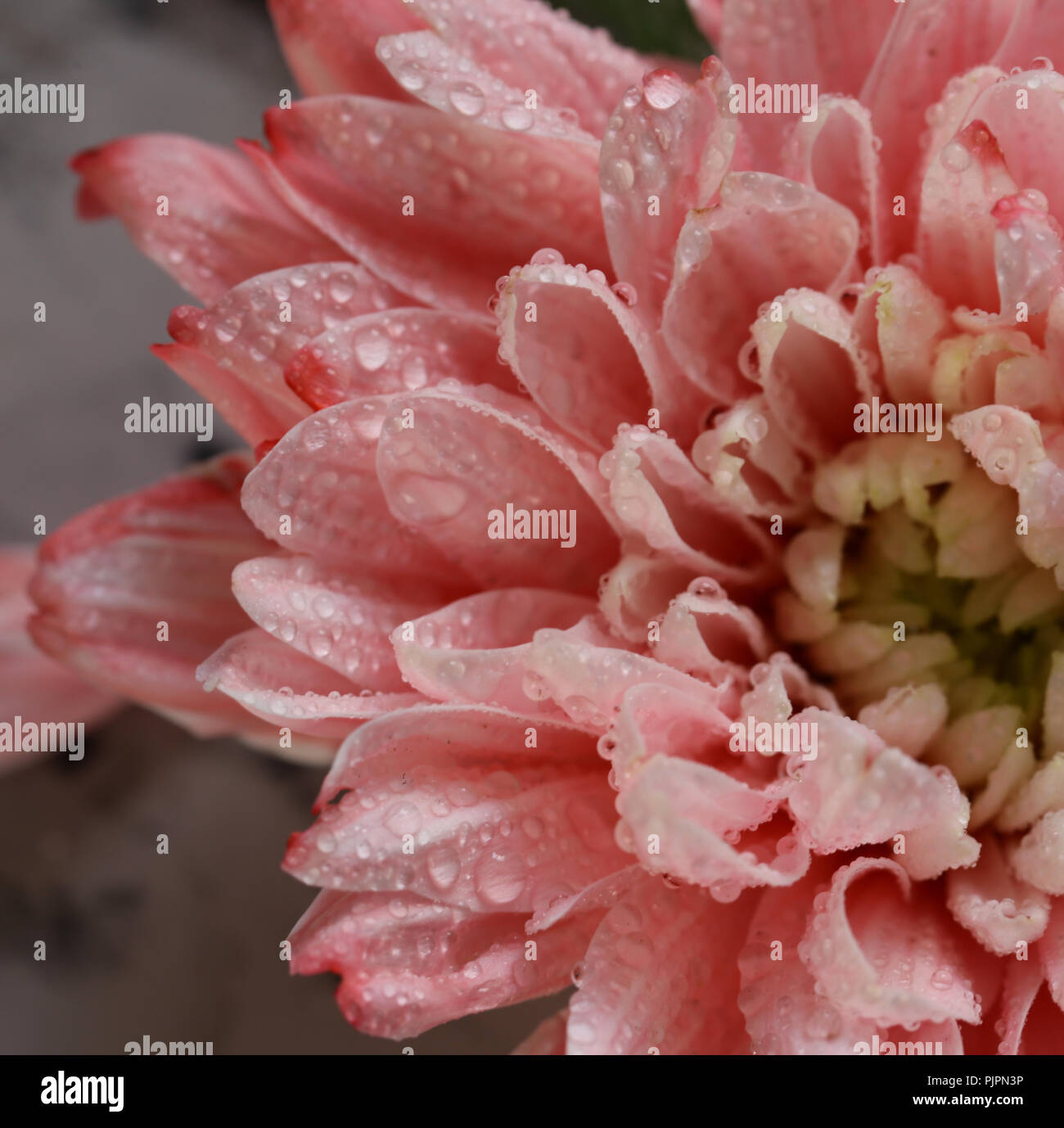 autumn flowers composition for decor background Stock Photo - Alamy