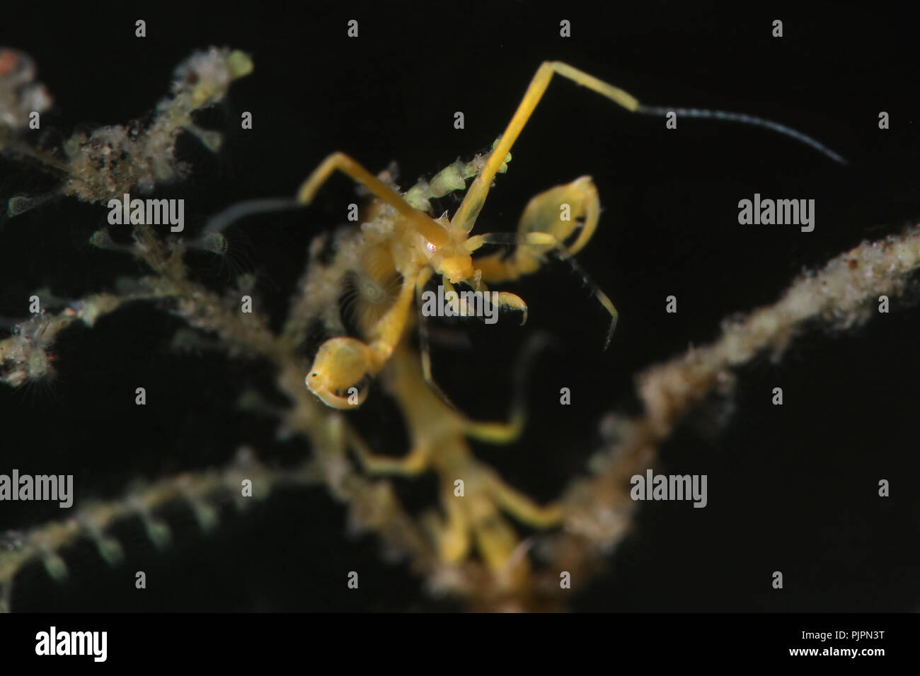 Skeleton Shrimp (Caprella sp.) Picture was taken in Lembeh strait ...