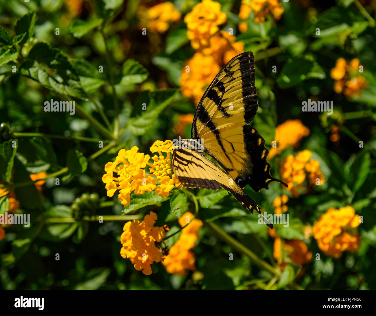 An Eastern Tiger Swallowtail butterfly sitting on a bright beautiful ...